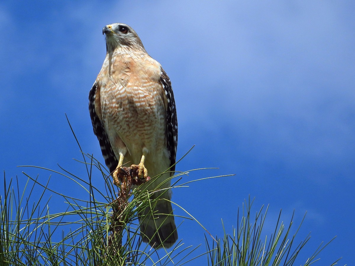 ML547689821 - Red-shouldered Hawk - Macaulay Library