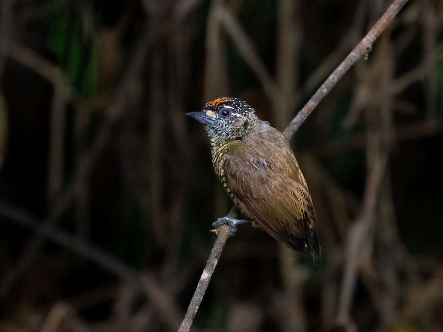 Golden-spangled Piculet (Pernambuco) - eBird