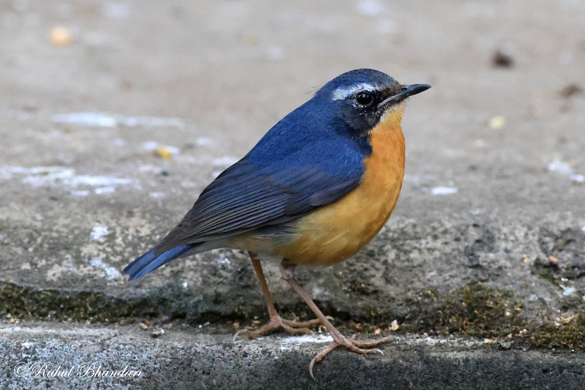 ML548022021 - Indian Blue Robin - Macaulay Library