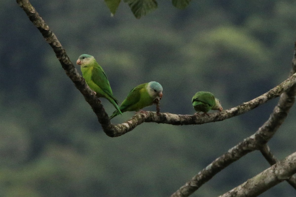 ML54810001 - Gray-cheeked Parakeet - Macaulay Library