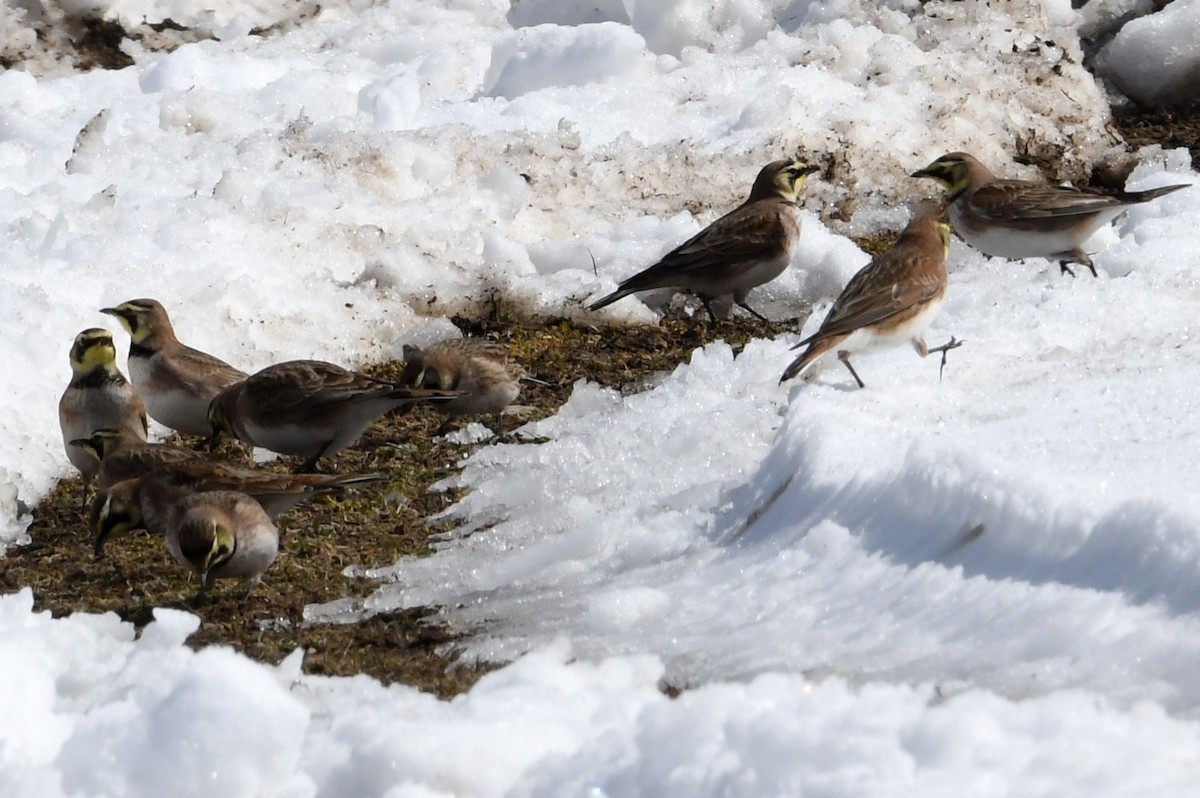 New York Breeding Bird Atlas Checklist - 15 Mar 2023 - Stringham Park ...
