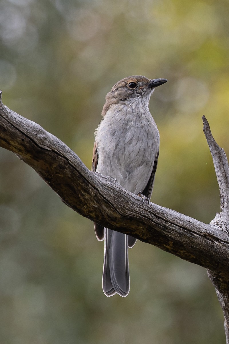 ML548221841 - Gray Shrikethrush - Macaulay Library