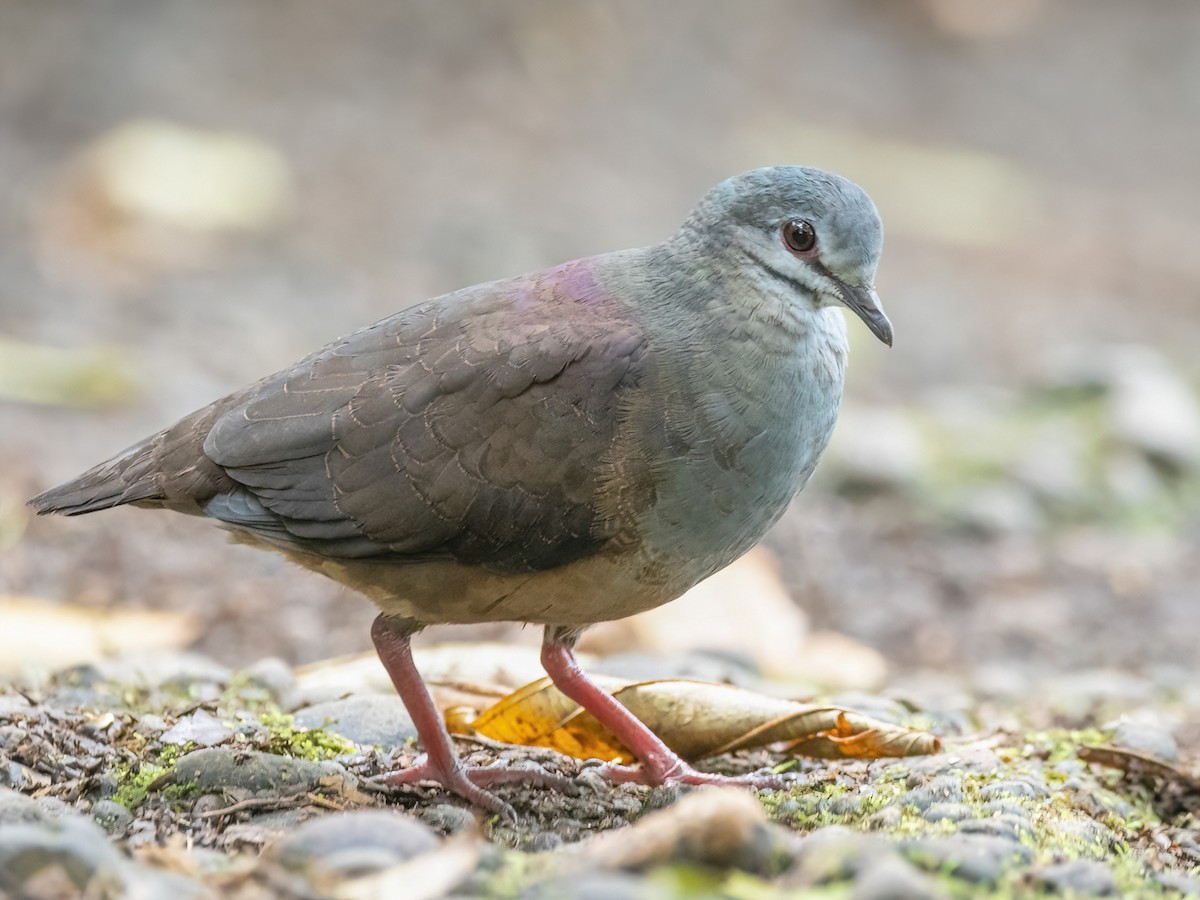 Purplish-backed Quail-Dove - Zentrygon lawrencii - Birds of the World