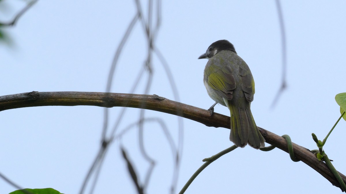 ML548874081 - Light-vented Bulbul - Macaulay Library
