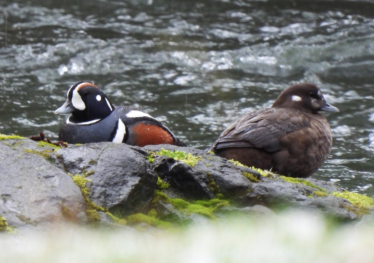 eBird Checklist - 24 Mar 2023 - Henry Hagg Lake Park (Scoggins Valley ...