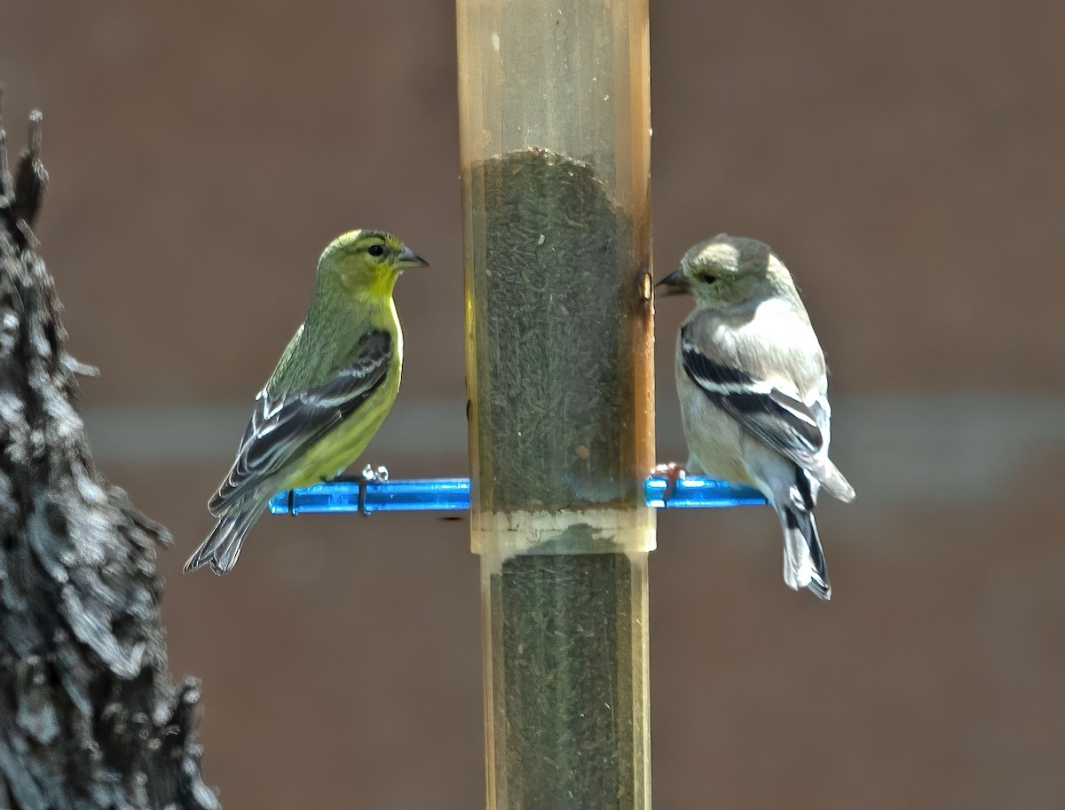 eBird Checklist - 24 Mar 2023 - Casa Cabo - 17 species