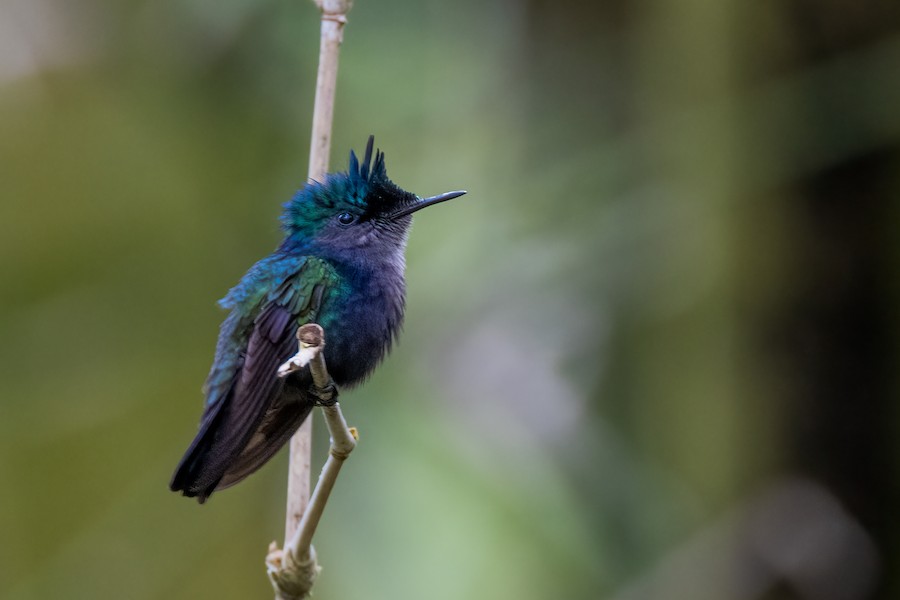 Antillean Crested Hummingbird (St. Vincent) - eBird