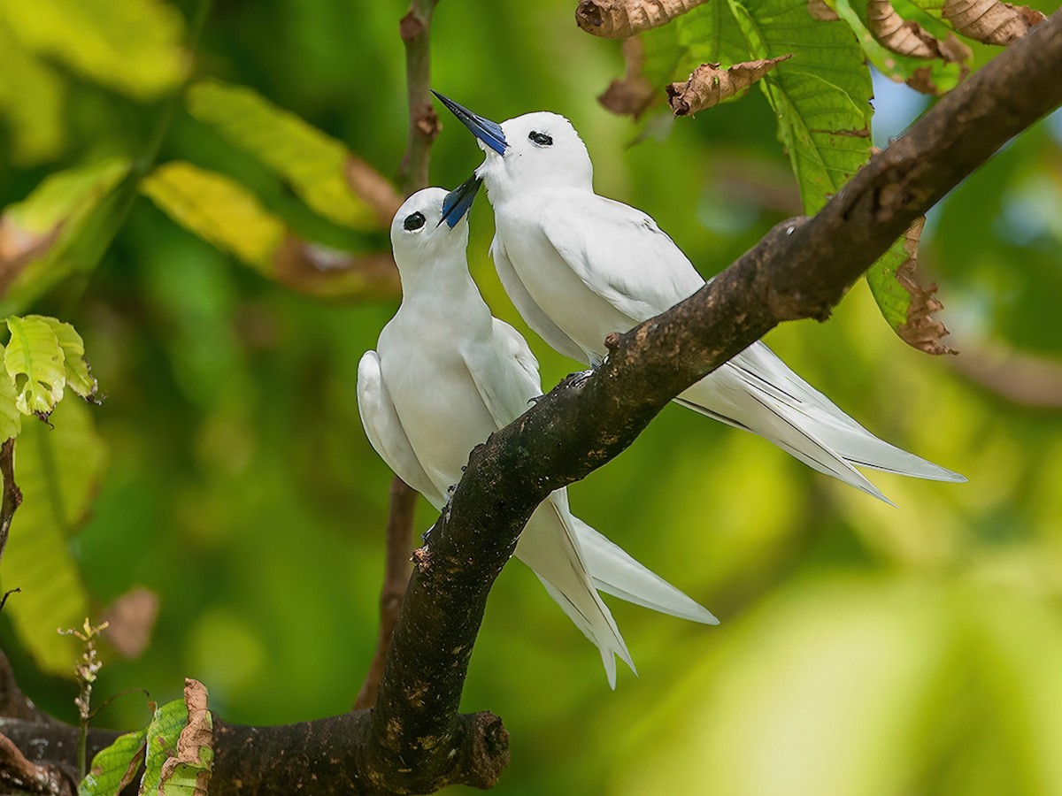 Blue-billed White-Tern - Gygis candida - Birds of the World