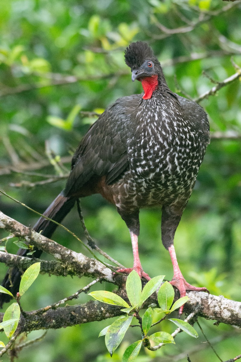 eBird Checklist - 18 Mar 2023 - Arenal Observatory Lodge - 69 species ...