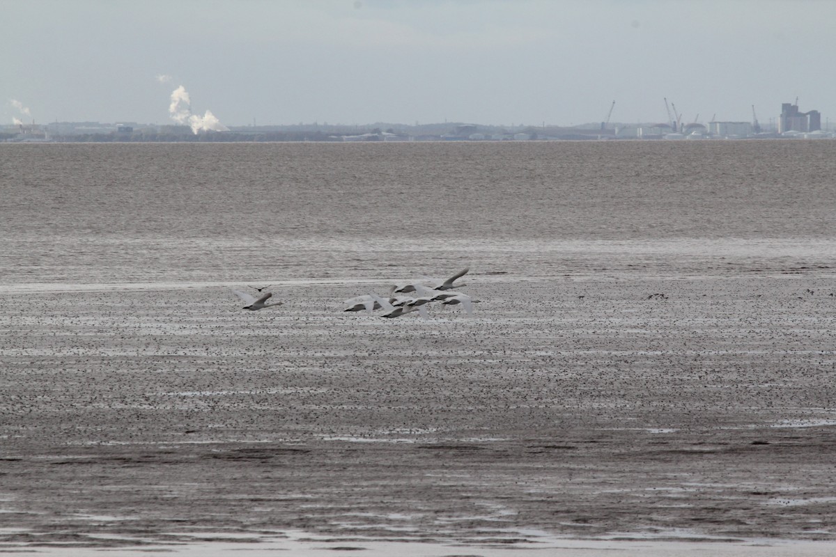 eBird Checklist - 15 Oct 2020 - Spurn Bird Observatory Recording Area ...