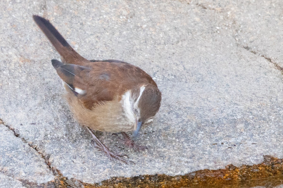 ML549765571 - White-winged Cinclodes - Macaulay Library