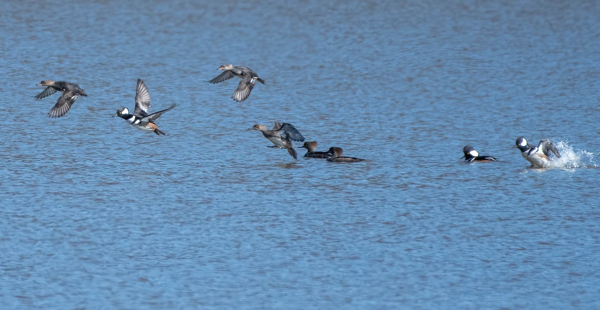 eBird Checklist - 26 Mar 2023 - Firestone Metro Park - 9 species