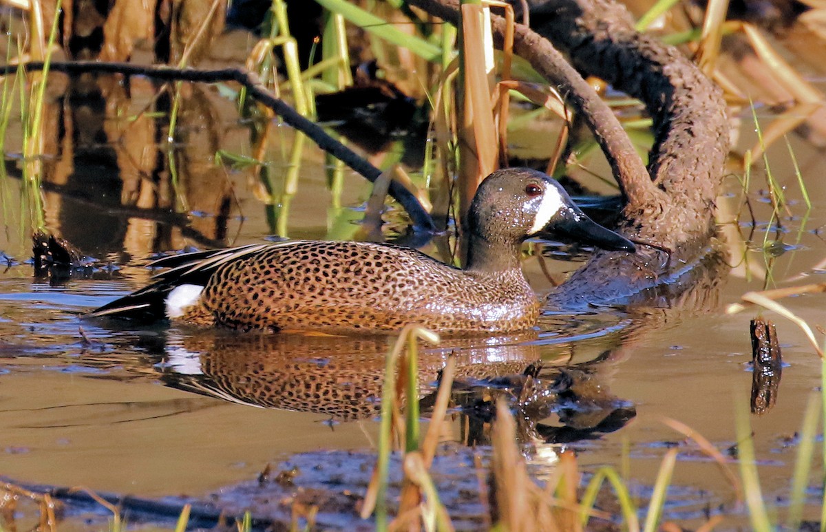 eBird Checklist - 26 Mar 2023 - Cattails at MeadowView Golf Course (KBT ...