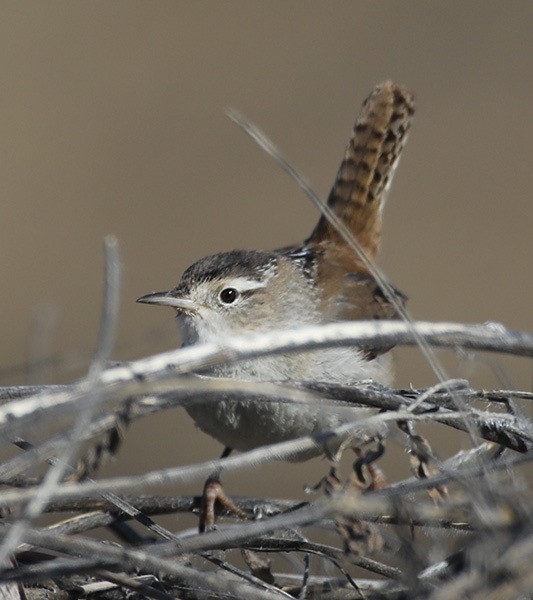 eBird Checklist - 26 Mar 2023 - Mangas Springs - 10 species