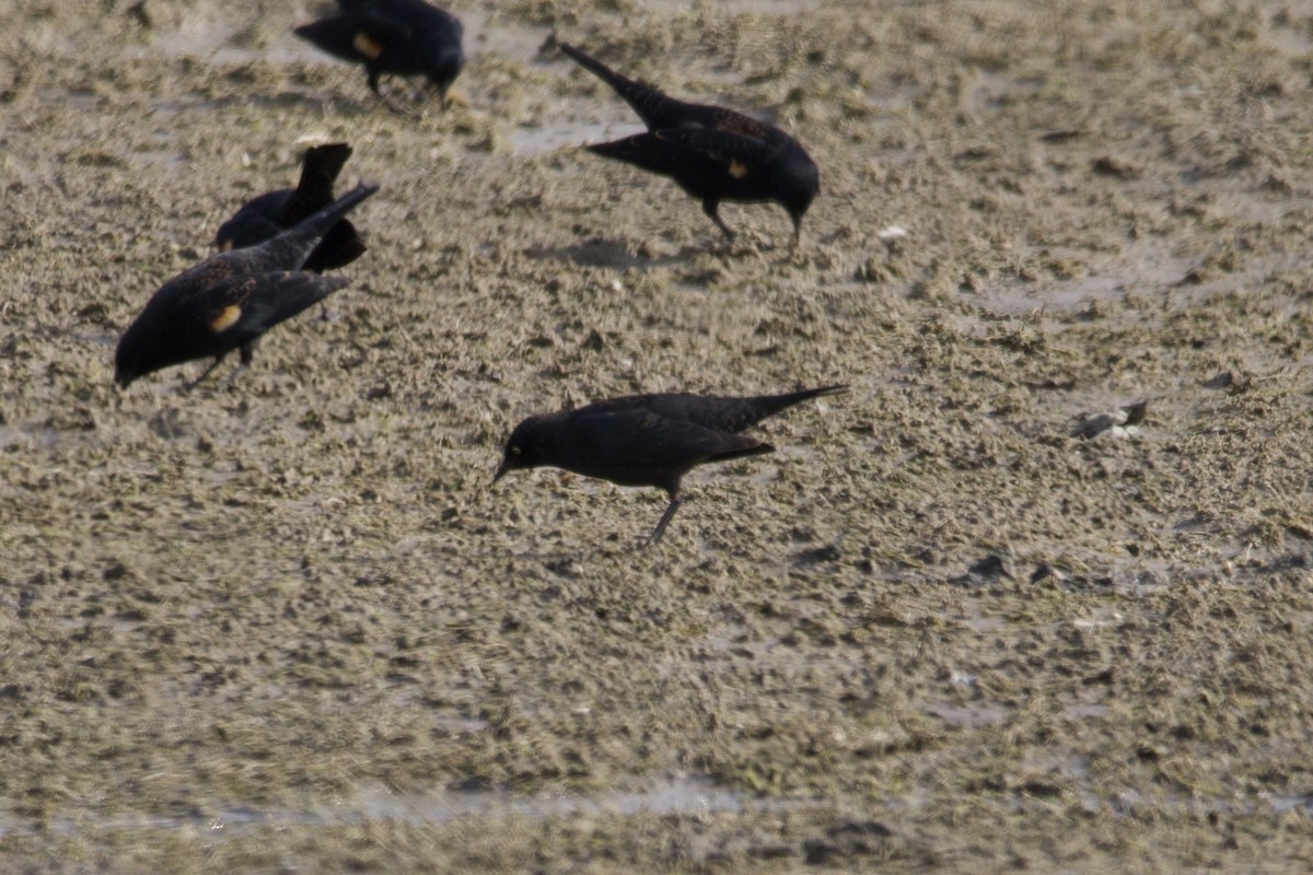eBird Checklist - 26 Mar 2023 - Fawn River State Fish Hatchery - 8 species
