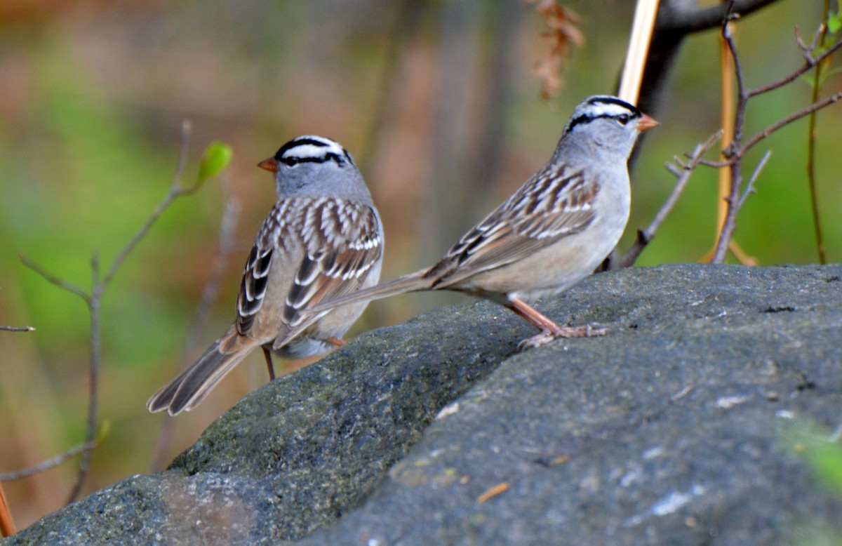 eBird Checklist - 11 May 2015 - Sarah to Bradley Park - 32 species