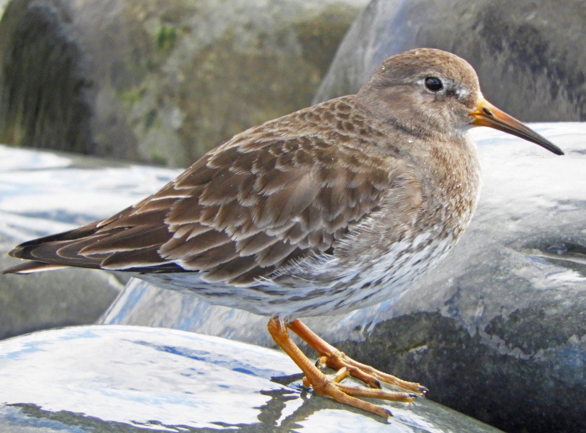 eBird Checklist - 27 Mar 2023 - Hartlen Point - 25 species