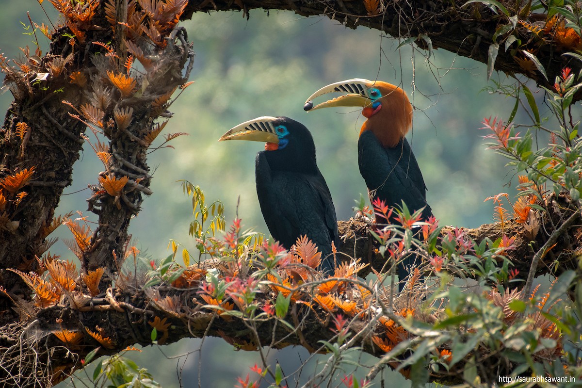 Rufous-necked Hornbill - Aceros nipalensis - Media Search - Macaulay ...