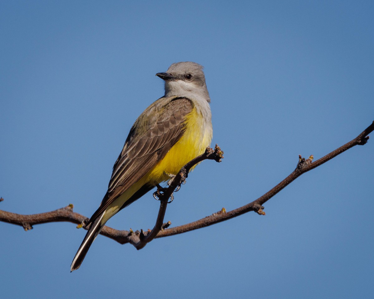 eBird Checklist - 27 Mar 2023 - Pantano Wash at Costco - 12 species