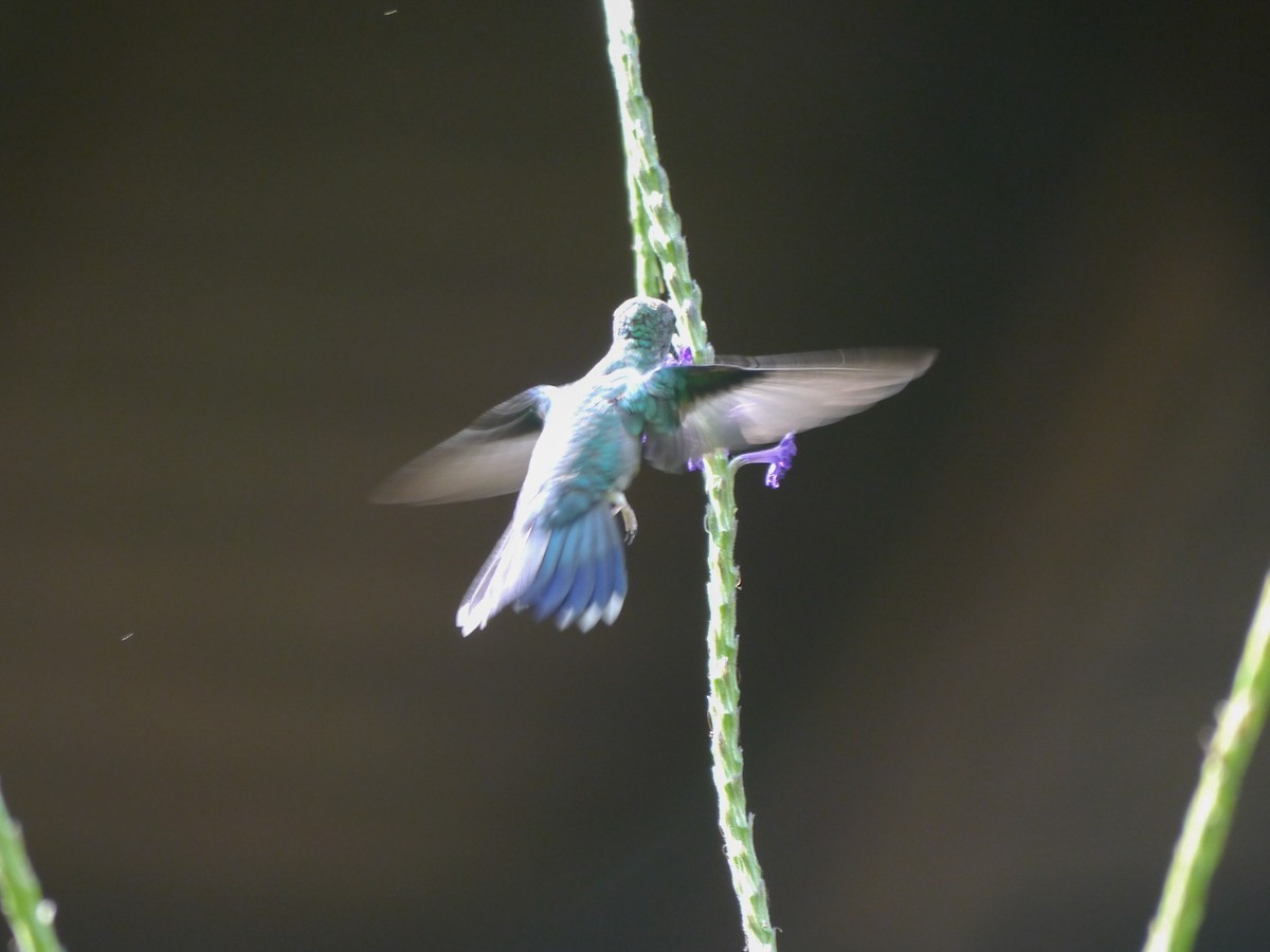 eBird Checklist - 8 Nov 2016 - Manu Wildlife Center - 65 species