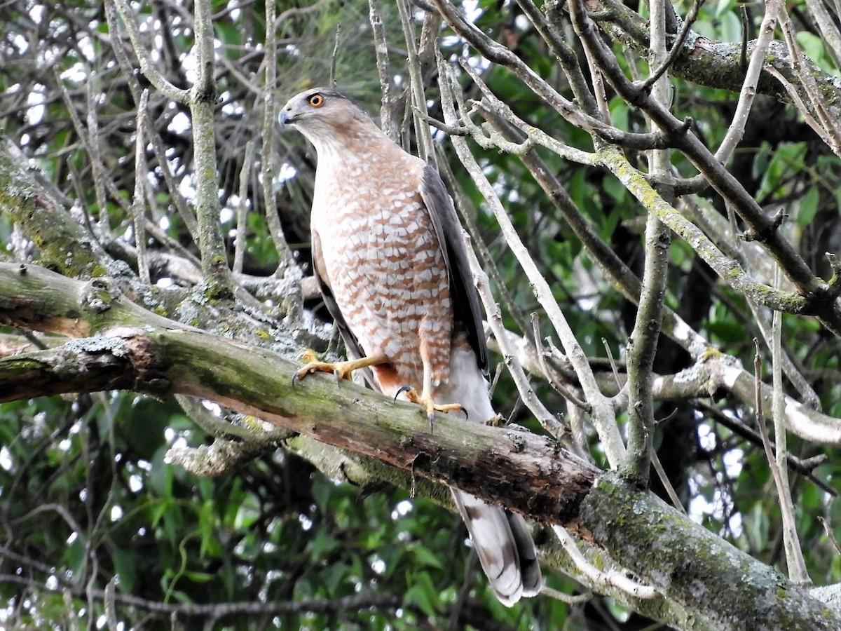 ML550396541 - Cooper's Hawk - Macaulay Library