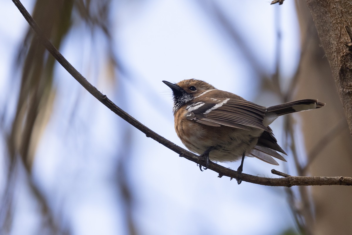 ML550571561 - Hawaii Elepaio (Hilo coast) - Macaulay Library