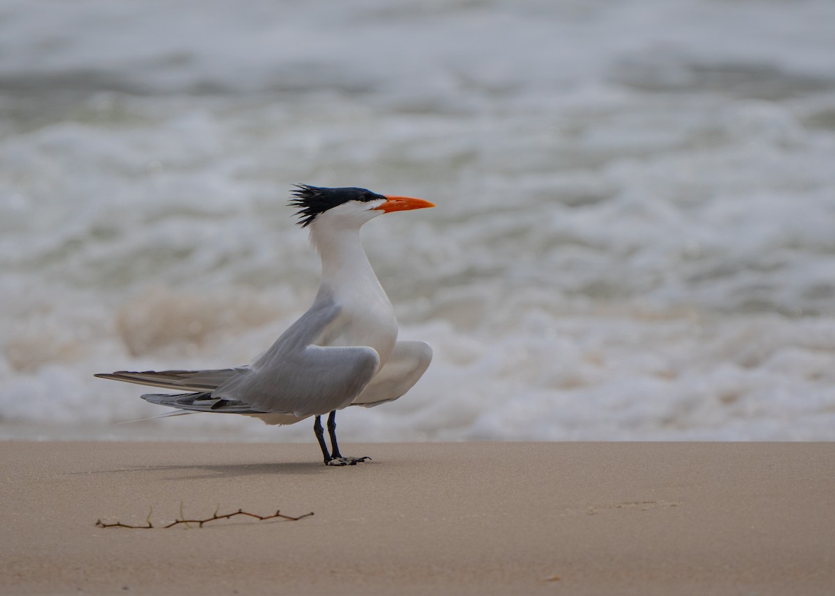 ML550733081 - Royal Tern - Macaulay Library