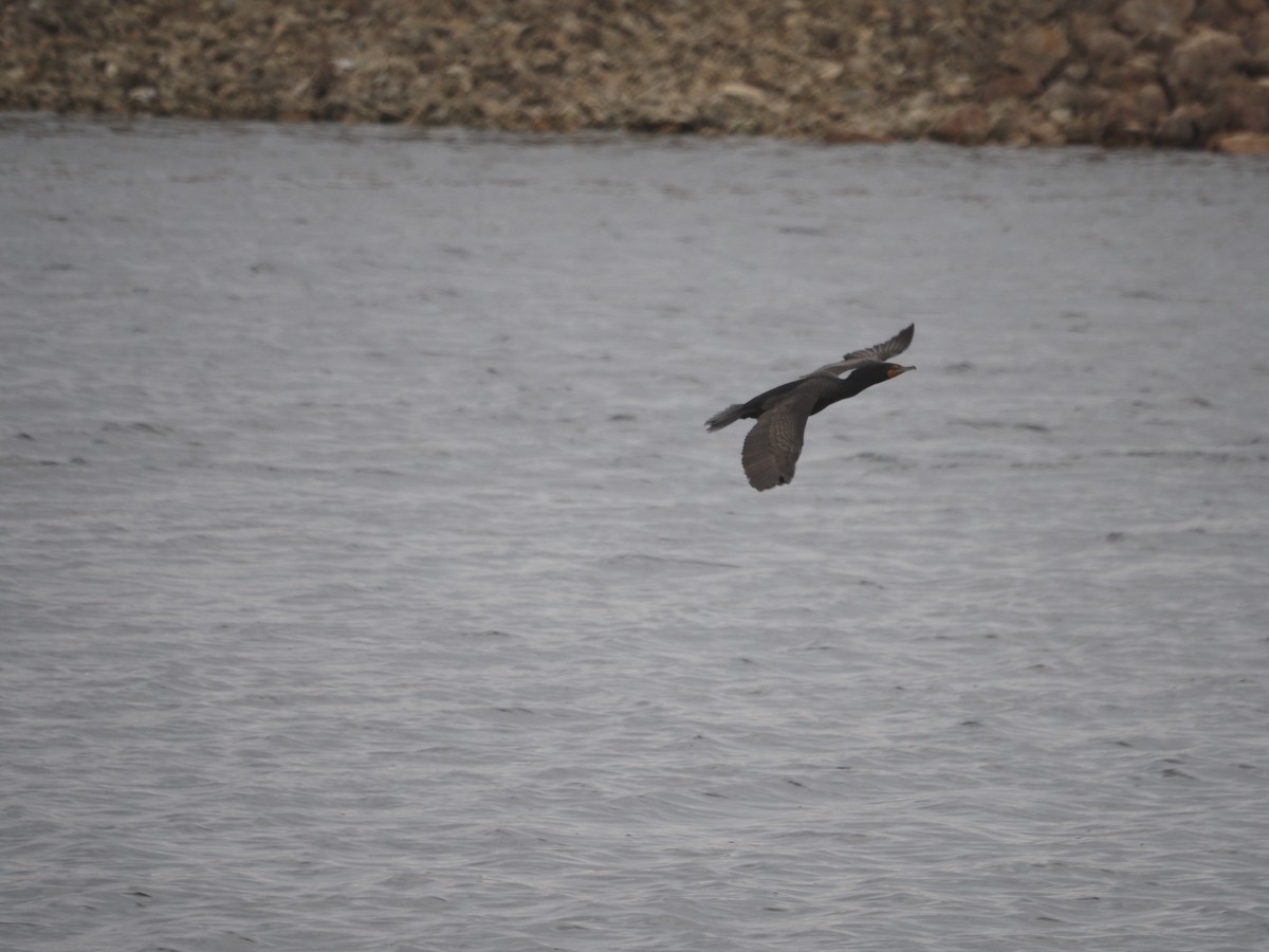 eBird Checklist - 28 Mar 2023 - Blue Lake WTP - 1 species