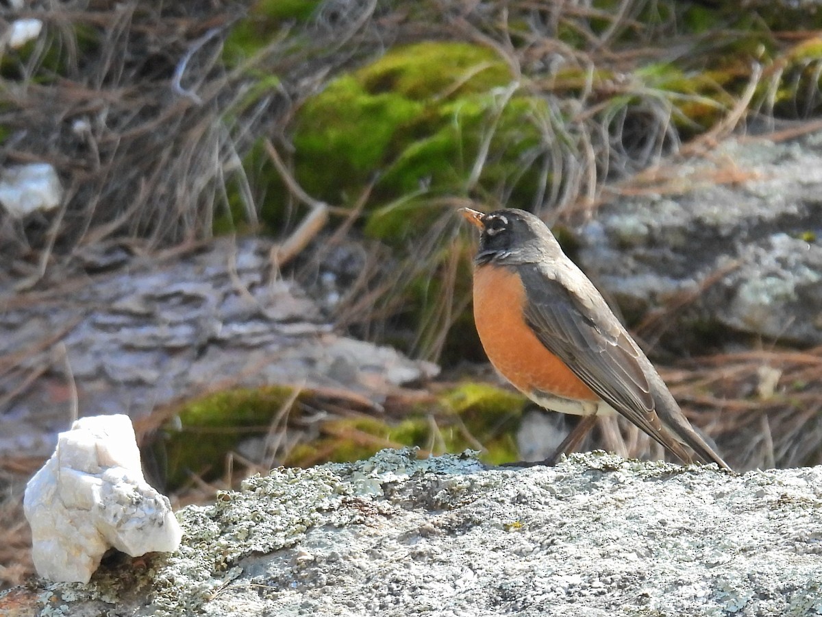 eBird Checklist - 28 Mar 2023 - Mt. Lemmon--Rose Canyon and Lake - 16 ...