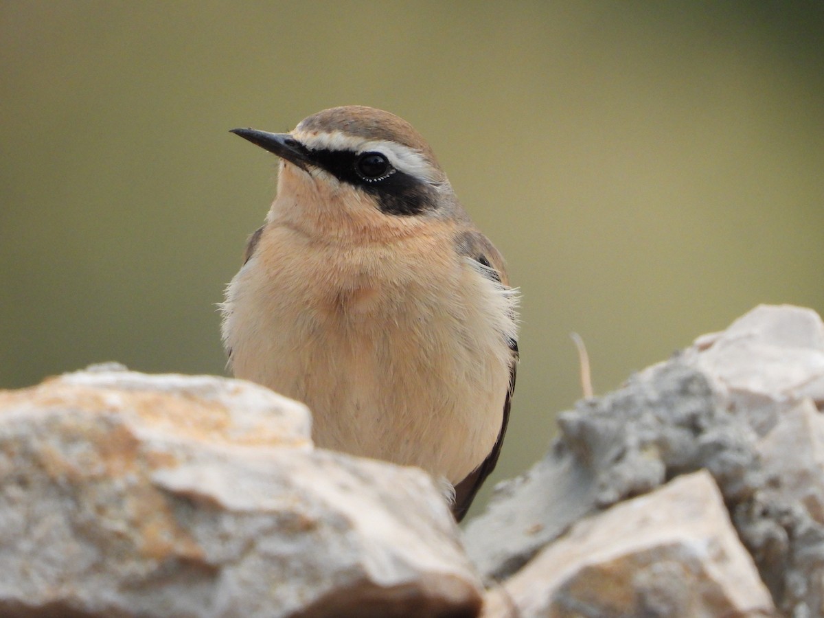 ML551327601 - Northern Wheatear - Macaulay Library