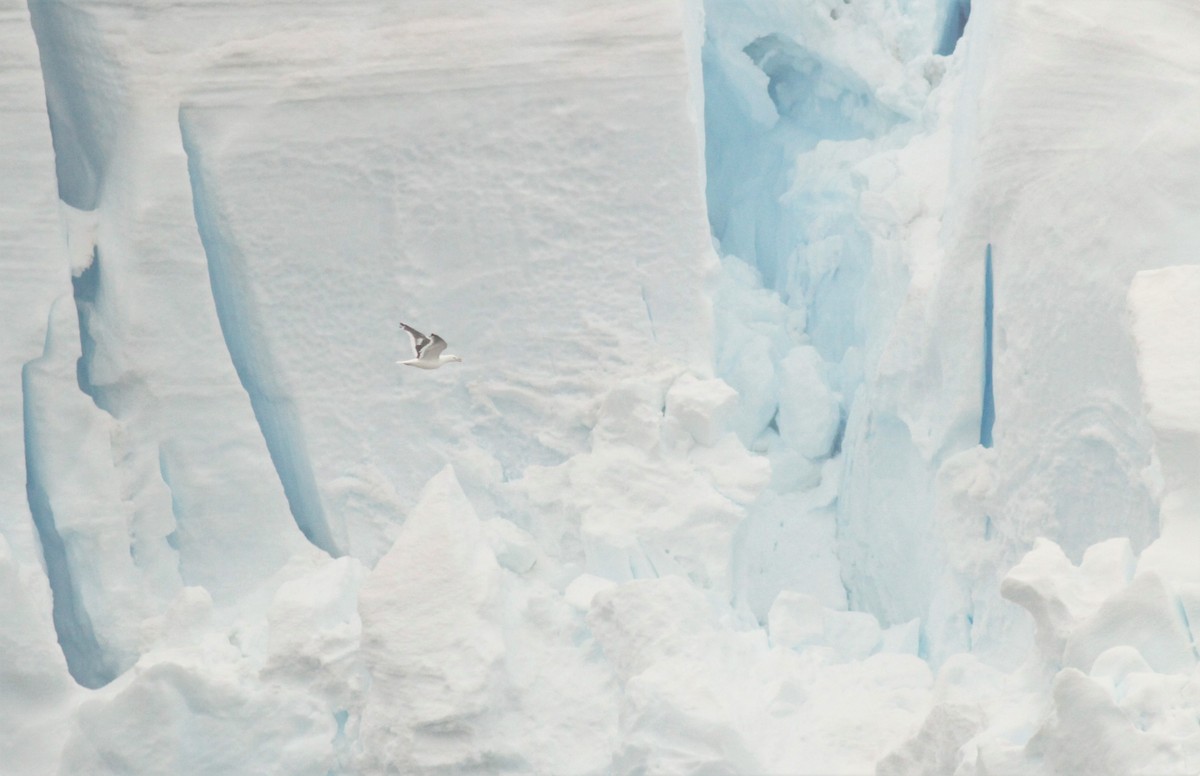 eBird Checklist - 6 Feb 2023 - Palaver Point - 8 species