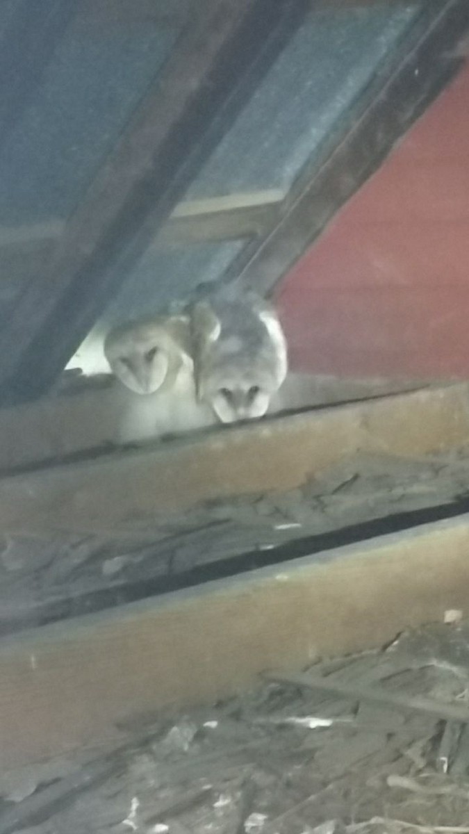 eBird Checklist - 27 Jun 2020 - Woodland Beach WA--Taylor's Gut - 1 species