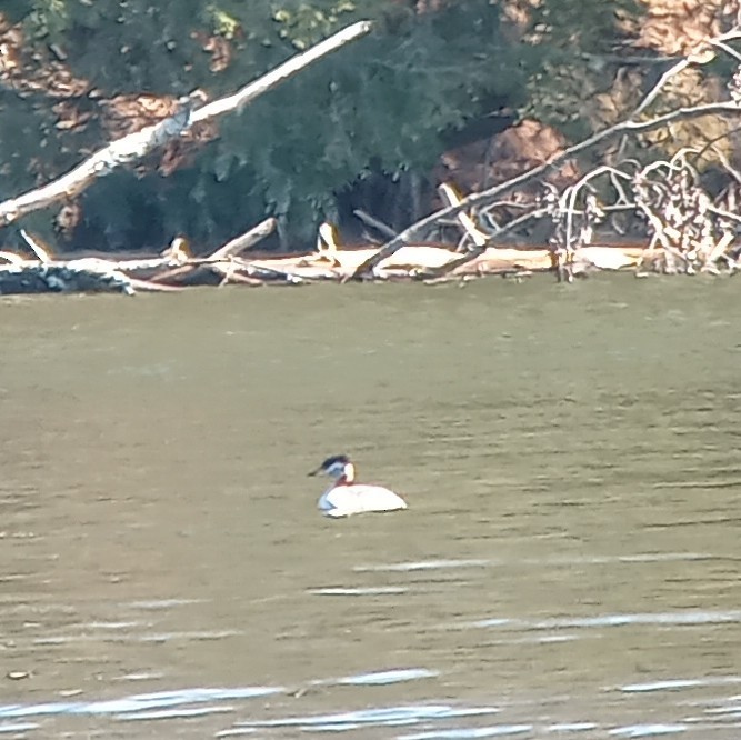 eBird Checklist - 30 Mar 2023 - Wilder Dam Reservoir, Lebanon - 1 species