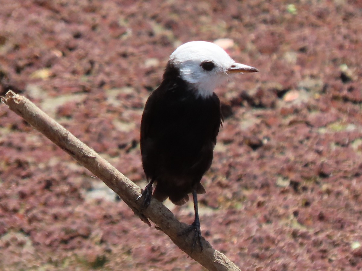 eBird Checklist - 30 Mar 2023 - Nariva Swamp - Kernaham Tr (melon patch ...