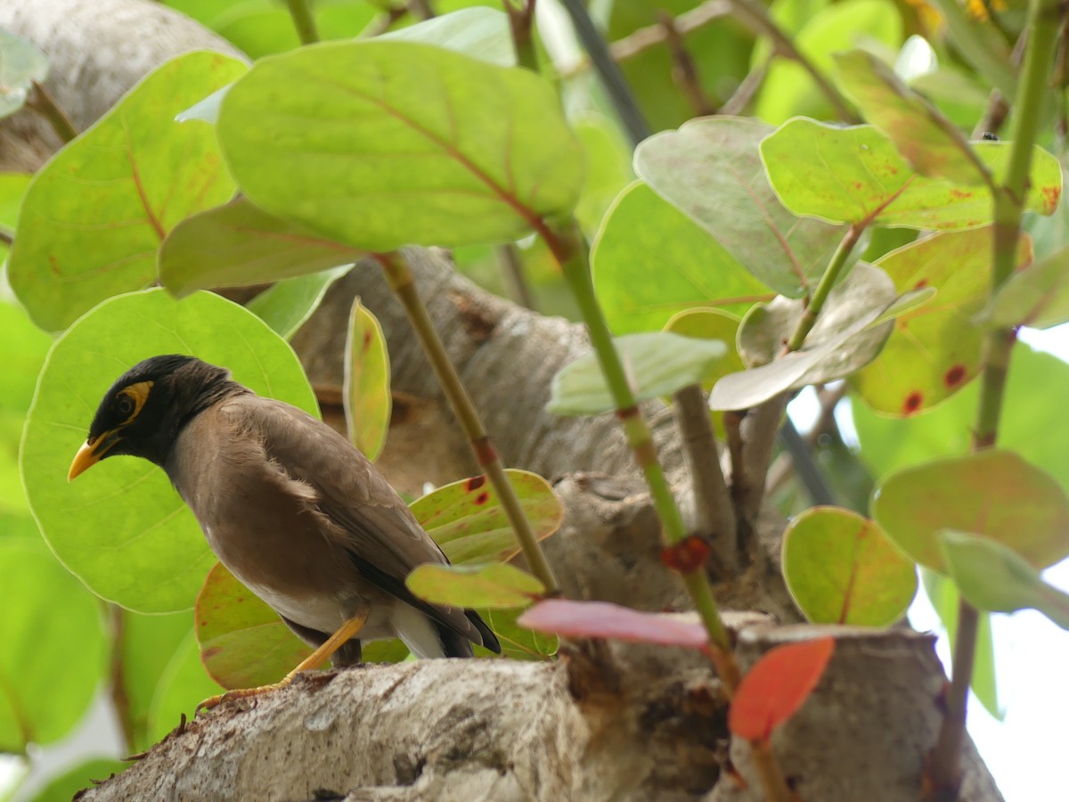 eBird Checklist - 30 Mar 2023 - Jupiter (Please Use a More Specific ...