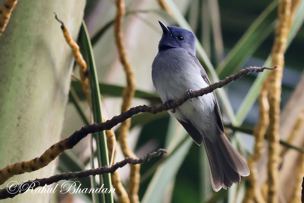 ML551793701 - Black-naped Monarch - Macaulay Library