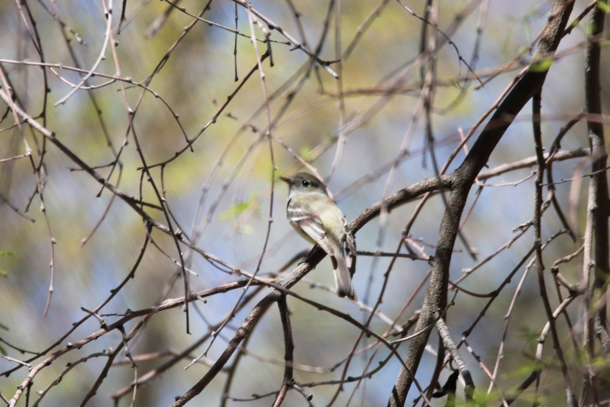 eBird Checklist - 31 Mar 2023 - Pecos Ranch Park - 25 species