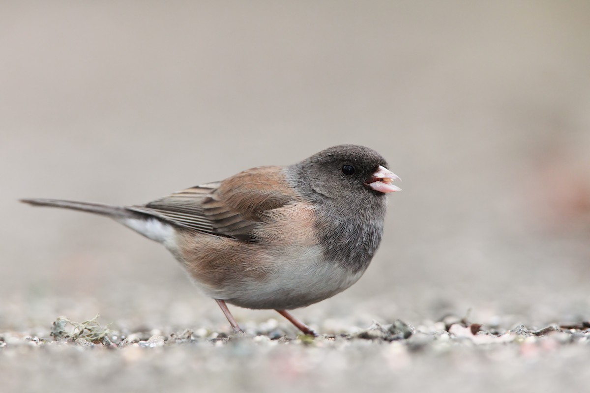 ML551917851 - Dark-eyed Junco (Oregon) - Macaulay Library