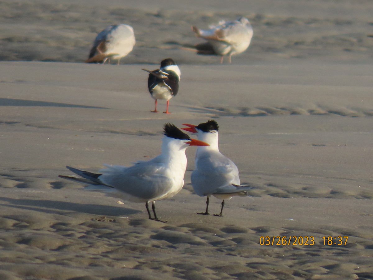 ML552119741 - Royal Tern - Macaulay Library