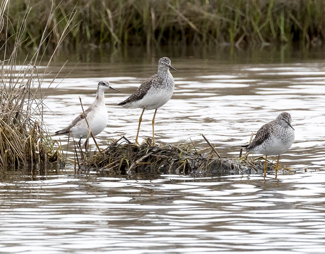 eBird Checklist - 31 Mar 2023 - Messick Point - 1 species