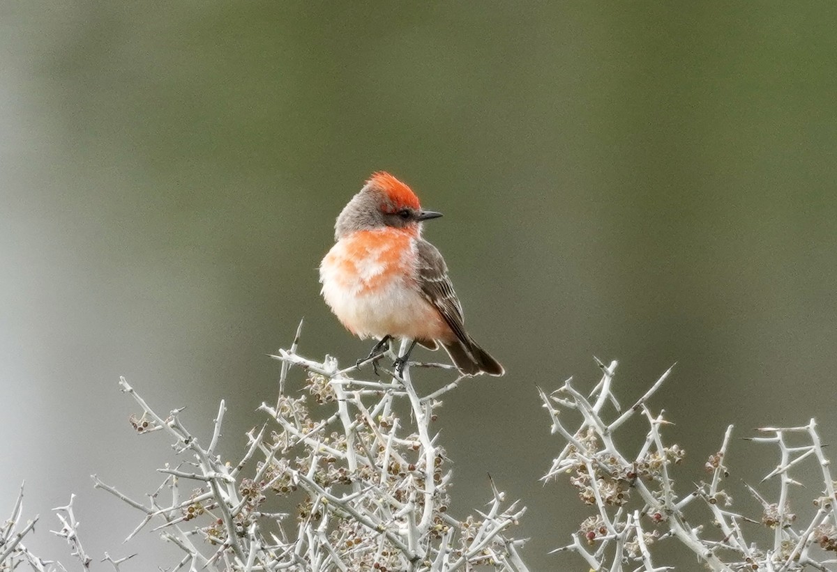 eBird Checklist - 1 Apr 2023 - Apache Pond 15 - 25 species
