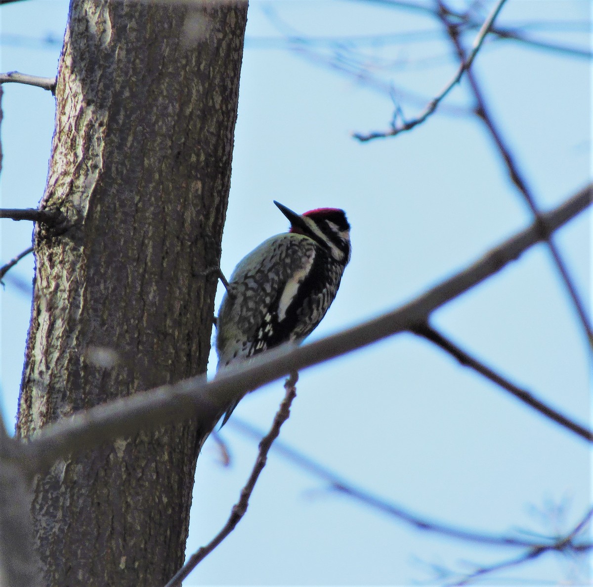 eBird Checklist - 1 Apr 2023 - Long Point--Jackson Gunn Forest - 17 species
