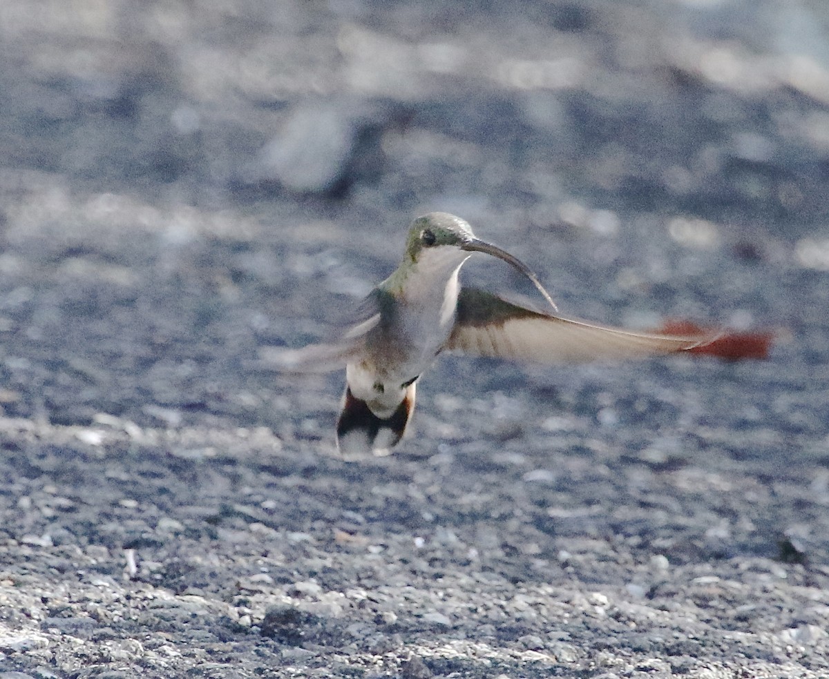 eBird Checklist - 3 Mar 2017 - Bosque Estatal de Susúa - 18 species