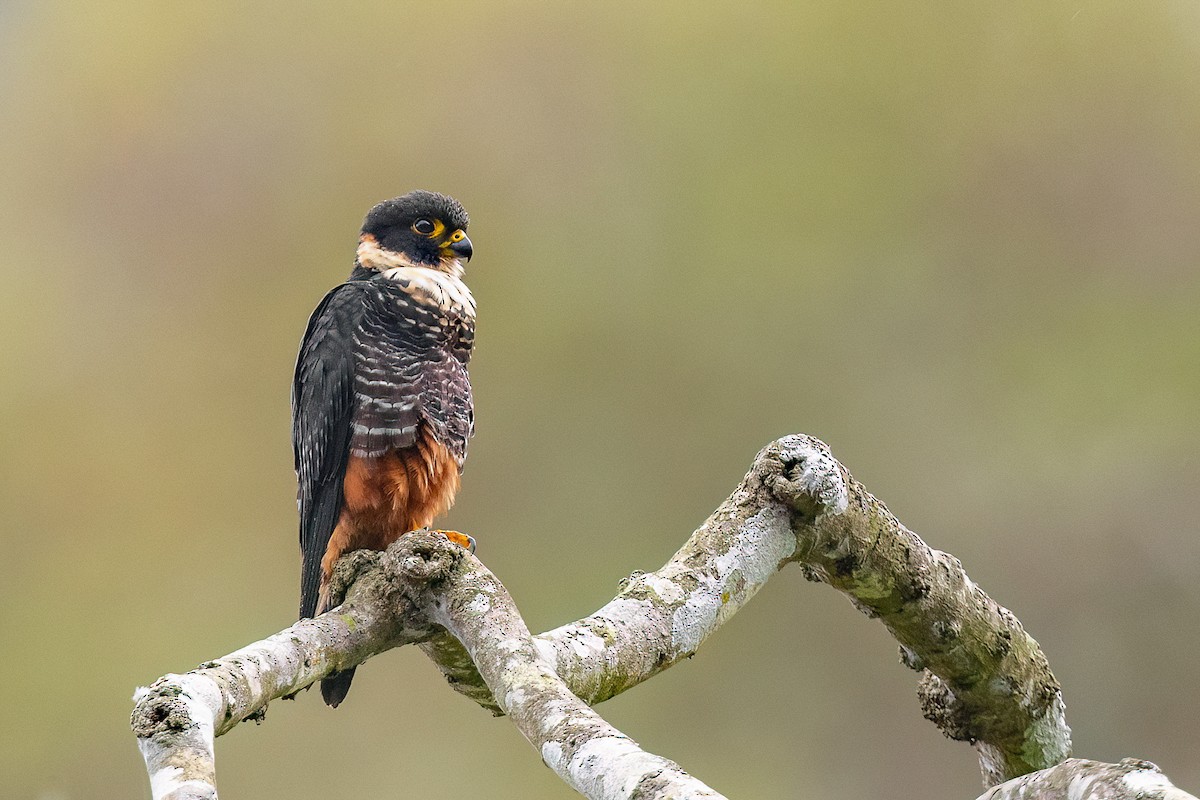 ML552533341 - Bat Falcon - Macaulay Library