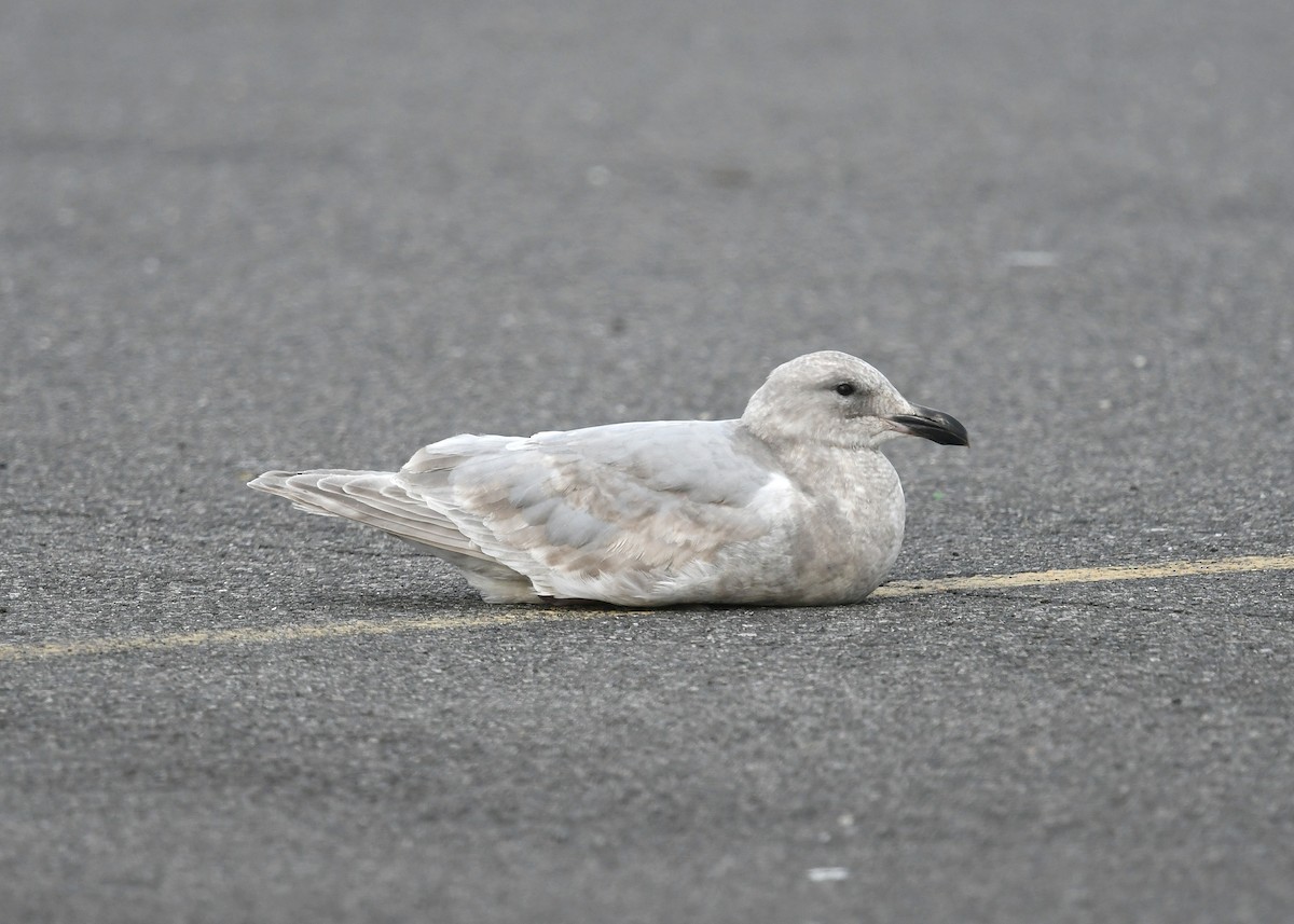 ML552580681 - Glaucous-winged Gull - Macaulay Library