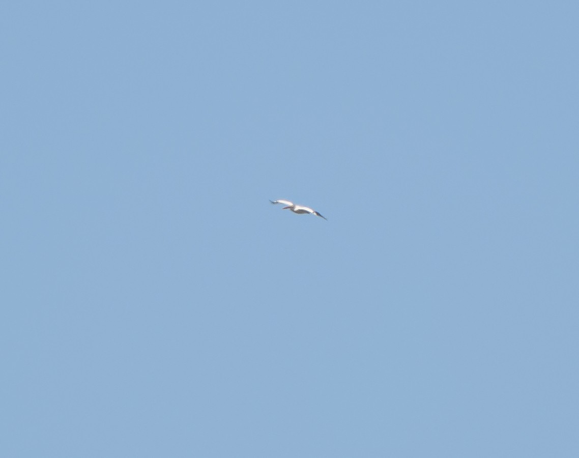 eBird Checklist - 23 Dec 2022 - Vía sin nombre, Zacapa, GT (14.999, -89 ...