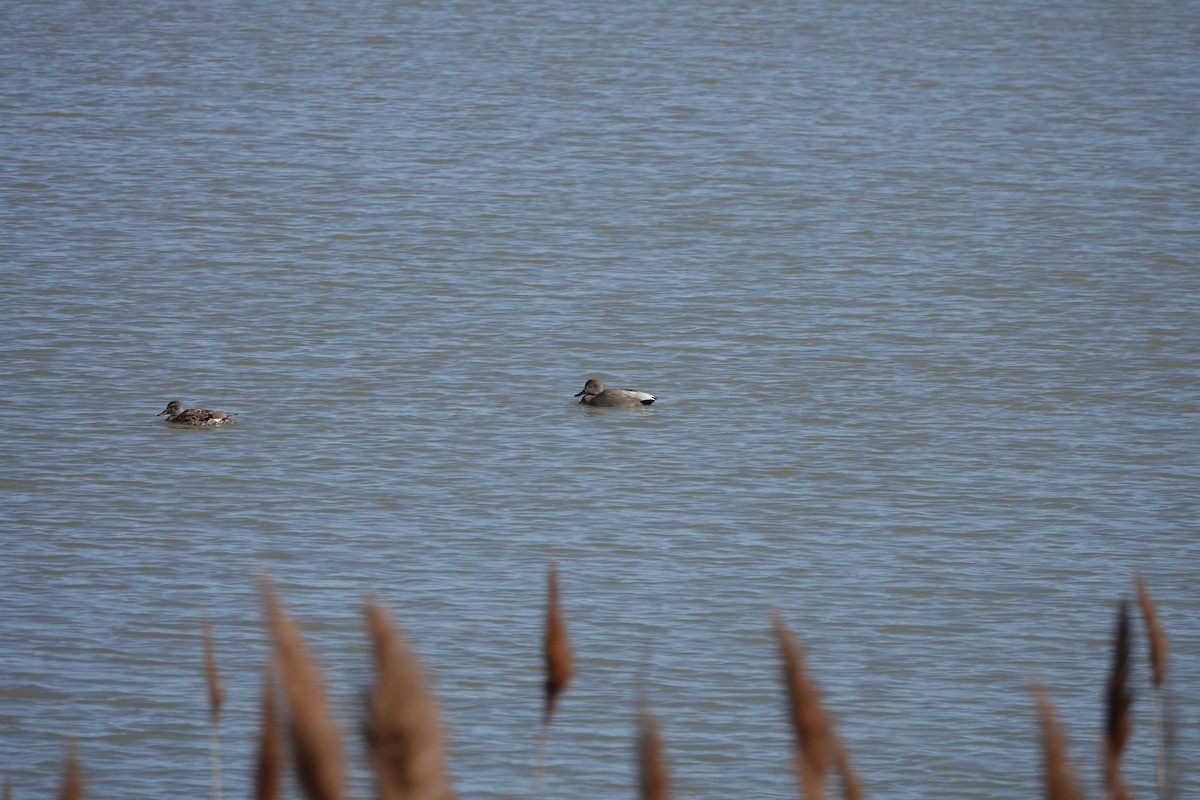eBird Checklist - 2 Apr 2023 - Steve Bauer Trail, Thorold, Ontario, CA ...