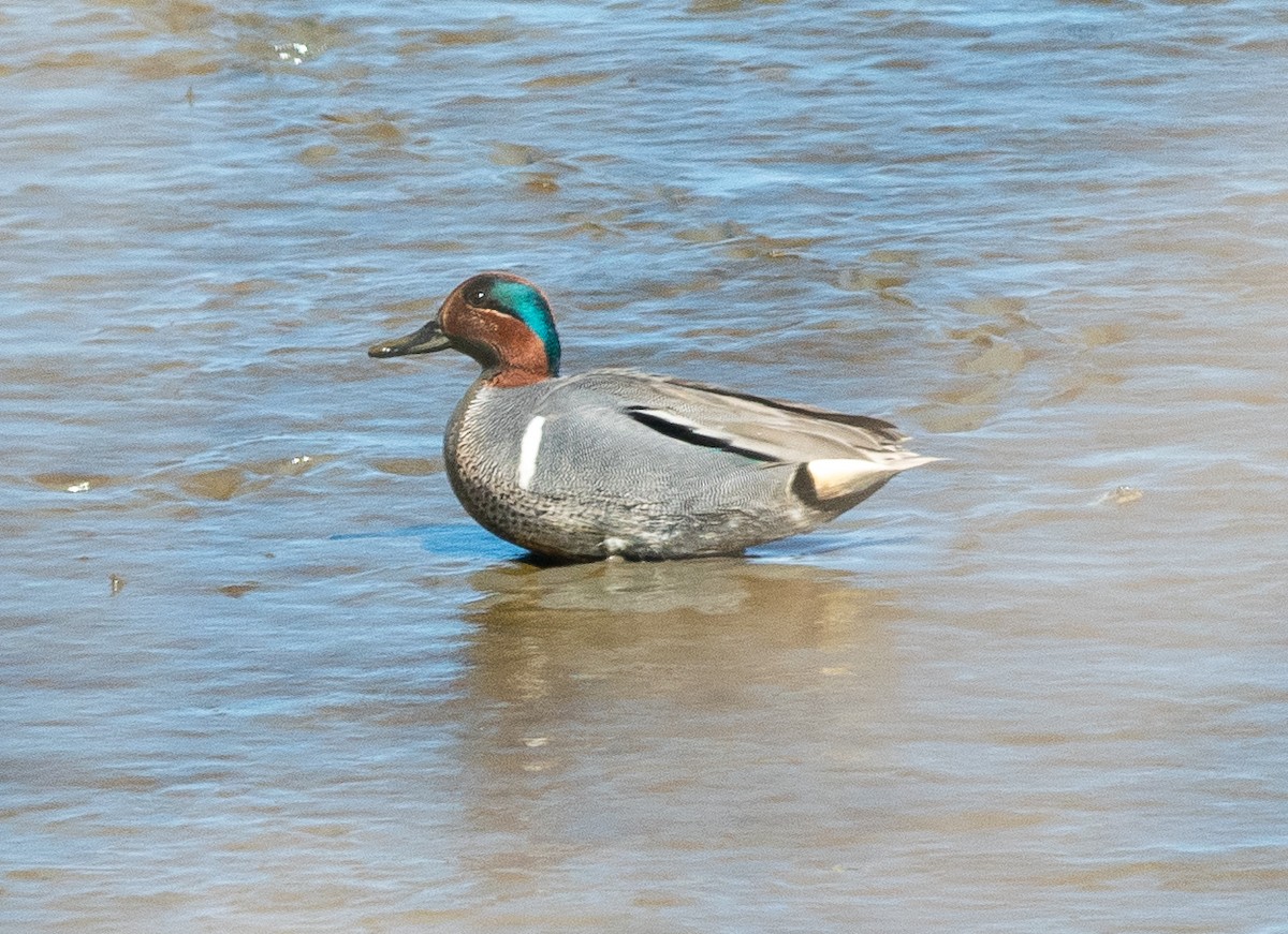 ML552814371 - Green-winged Teal (Eurasian x American) - Macaulay Library
