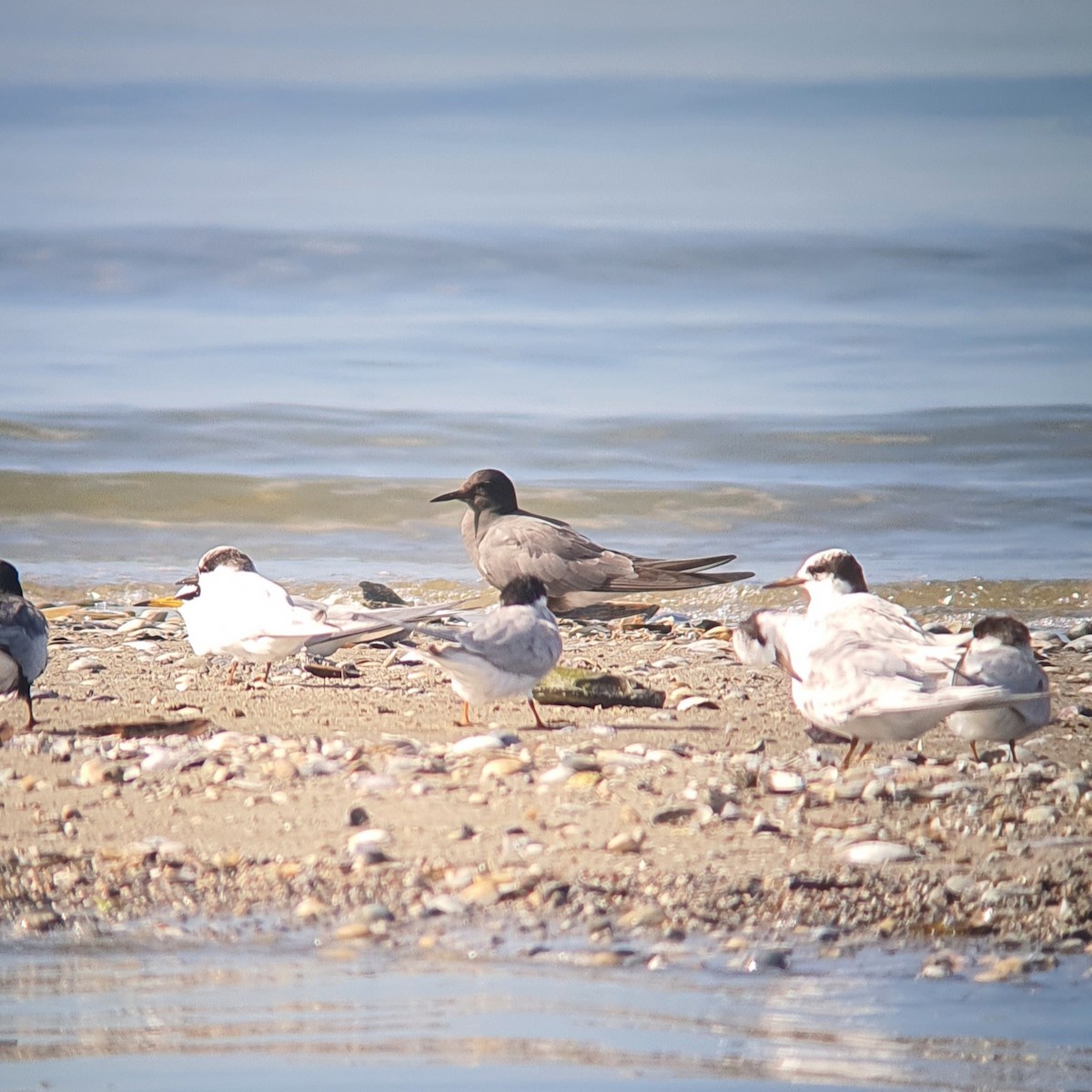 eBird Checklist - 3 Apr 2023 - Western Treatment Plant--Lake Borrie ...