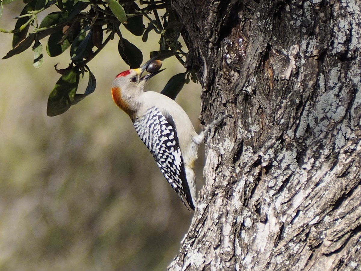 ML552874931 - Golden-fronted Woodpecker - Macaulay Library